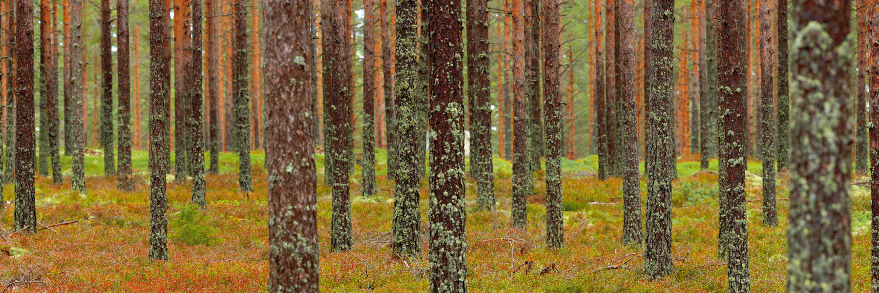 Innovative Simulation of Paper - Fraunhofer-Chalmers Centre